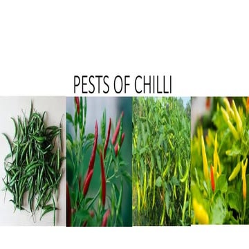 SOME IMPORTANT PESTS OF CHILLI.pptx. | PPTX