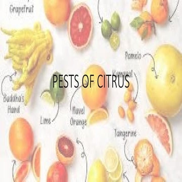 SOME OF IMPORTANT Pests of citrus .pptx