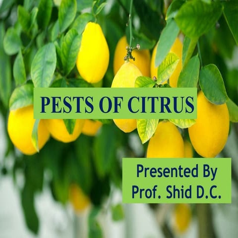 Insect pests of citrus and their control | PDF
