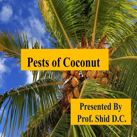 Insect pests of Cococnut | PDF