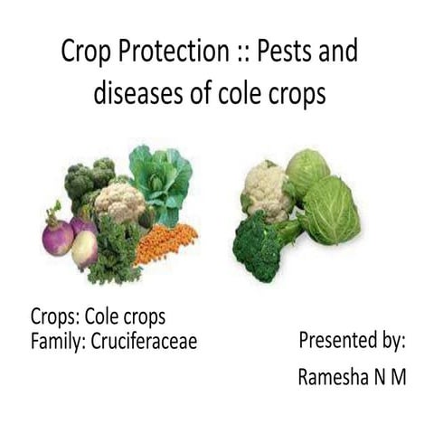 Pests of cole crops.pptx