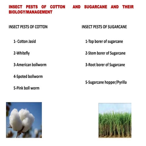 Pests_of_Cotton_and_Sugarcane.copyright.pptx