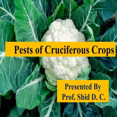 DISEASES AND INSECT PESTS OF MUSTARD.pptx