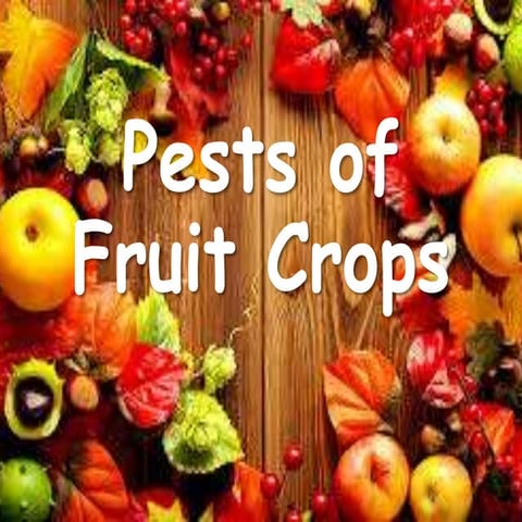 Pests of fruit crops | PPTX