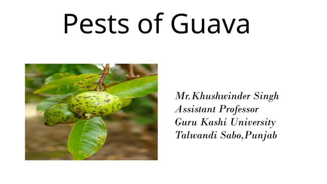 Insect pests of guava and control | PDF