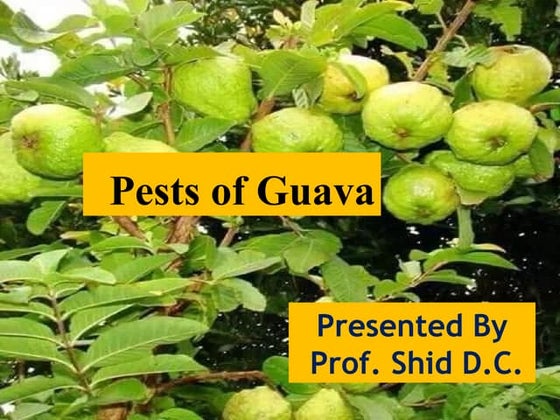 Management of major pest of Guava ASSIGNMENT 1...pptx | Gardening ...