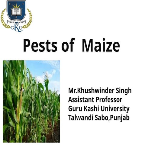 Pests of maize , life cycle and their management | PPTX