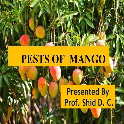 Pests of Mango and Their Management PPT. | PPTX