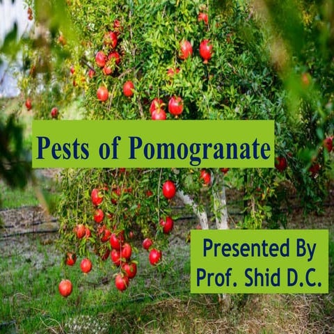 Pests of Pomegranate, their Damage Symptoms and Management Practices.pptx