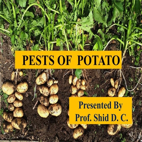 Pests of Potato and Sweet Potato, their Damage Symptoms and Management ...