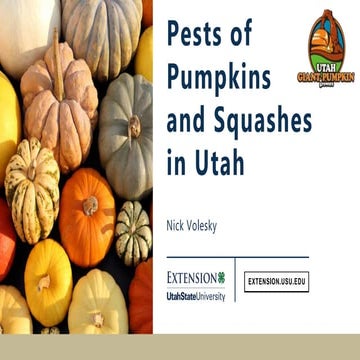 Pests of Pumpkins and Squash in Utah | PPT