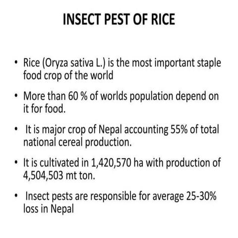 Important pests of rice and their management.ppt