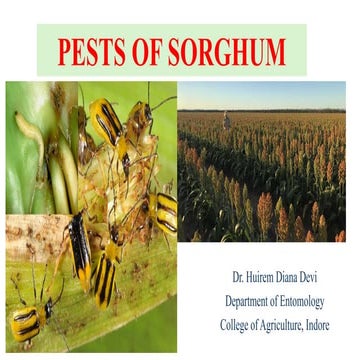 Important major insects PESTS OF SORGHUM.pptx