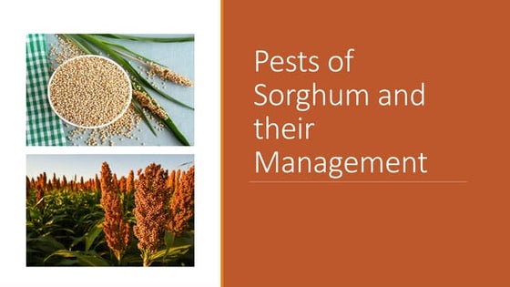 Pests of wheat | PPTX