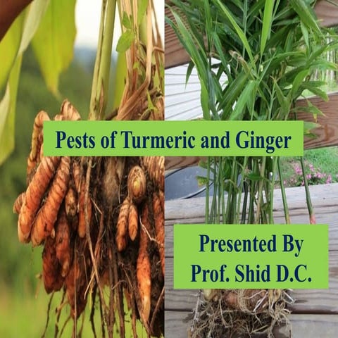 Pests of Turmeric and Ginger, Onion and Garlic, Coriander, Curry leaf ...