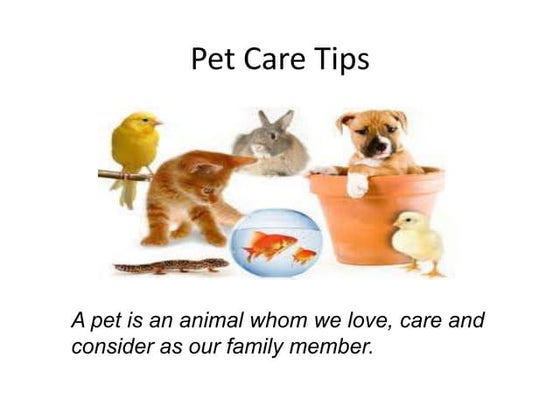 Types Of Pet Care Services | PDF