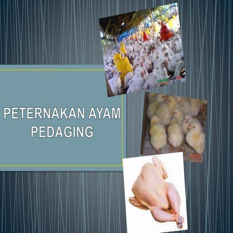 Peternakan ayam pedaging | PPTX