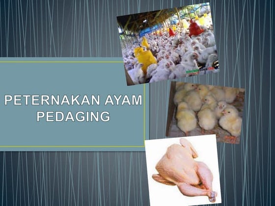 Contoh Proposal Usaha Budidaya Ayam Petelur | KEWIRAUSAHAAN | PDF