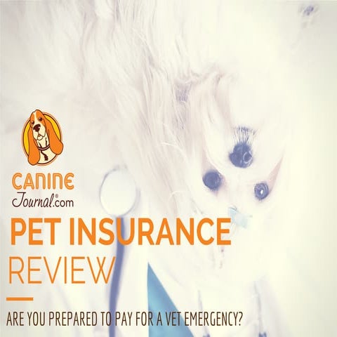 Pet Insurance Reviews | PPT