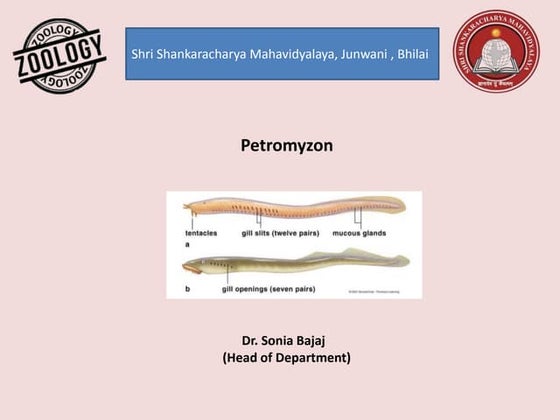 External part of Body (oral & ab oral Surface) , Pedicellaria & water ...