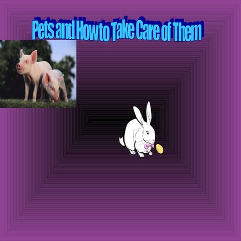 Proper care for animals | PPTX