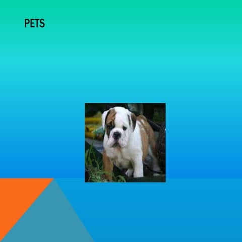 Pets | PPTX