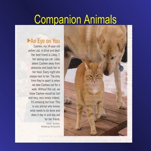 Pets | PPT