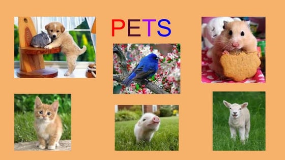 My favourite pet | PPT