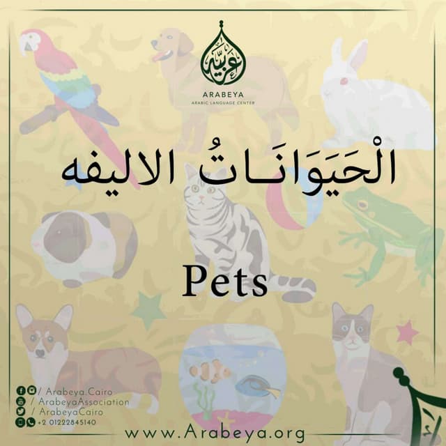 Pets in Arabic language الحيوانات الأليفة في اللغة العربية | PPSX