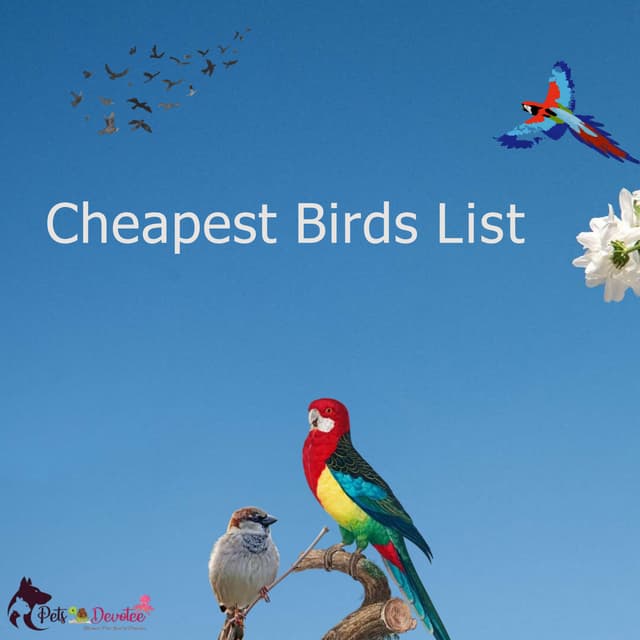 pets-devotee-cheapest-birds.pptx