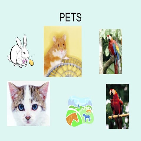 Las mascotas! Pets! and Colors Spanish | PDF