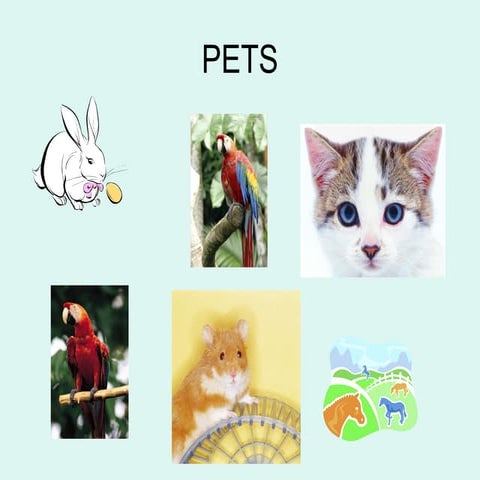 Las mascotas! Pets! and Colors Spanish | PDF