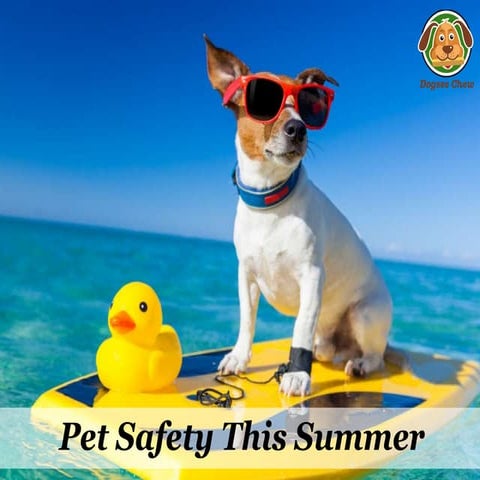 Pet Safety this Summer | PPTX