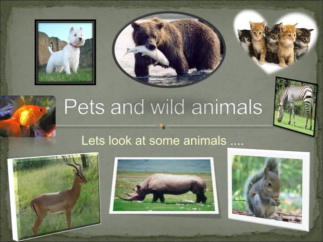 Animal powerpoint