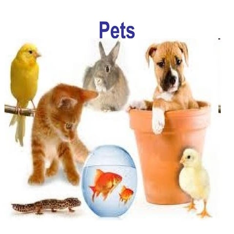 Pets | PPT