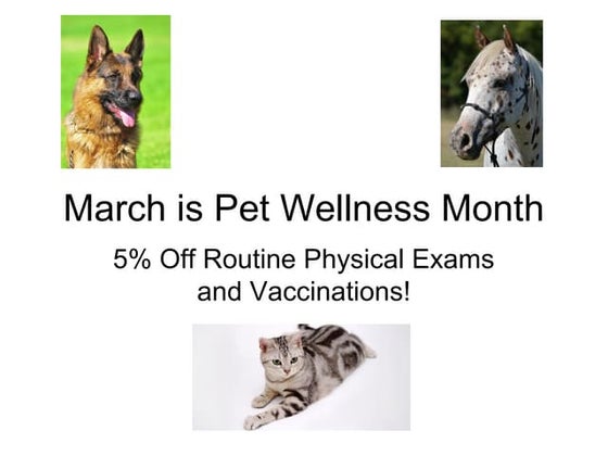Veterinary Marketing with Infographics: 101 | PDF