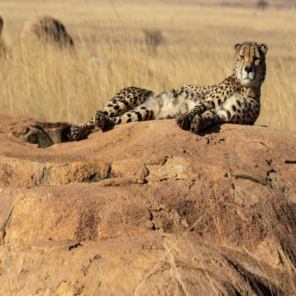 Chilling Cheetah | PPT