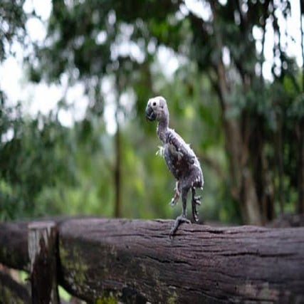 Featherless bird | PDF
