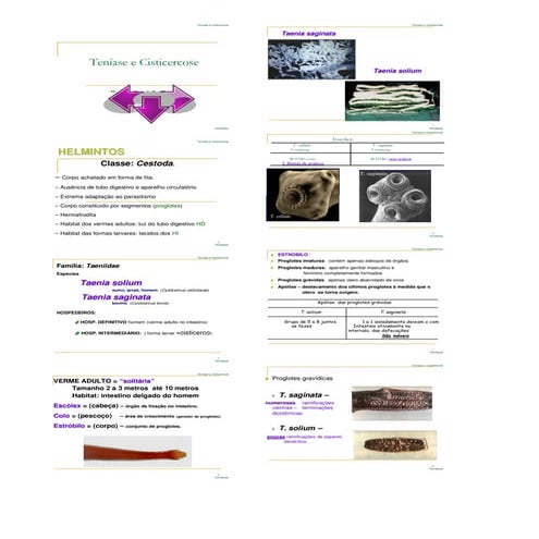 Teniase e cisticercose | PPT