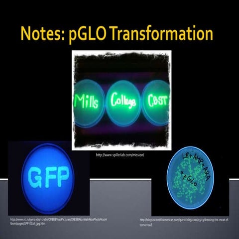 P glo presentation | PPTX