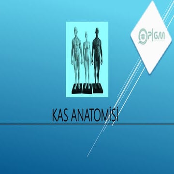 Pgm kas anatomisi | PPTX