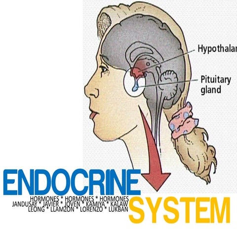 PH 131 - Endocrine Pathophysiology Report | PPTX