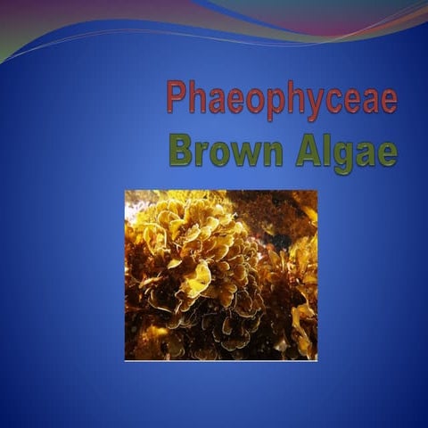 Phaeophyceae Brown Algae | PPTX