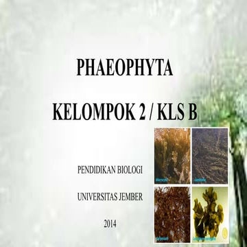 Phaeophyta | PPTX