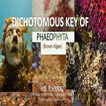 Phaeophyta | PPTX