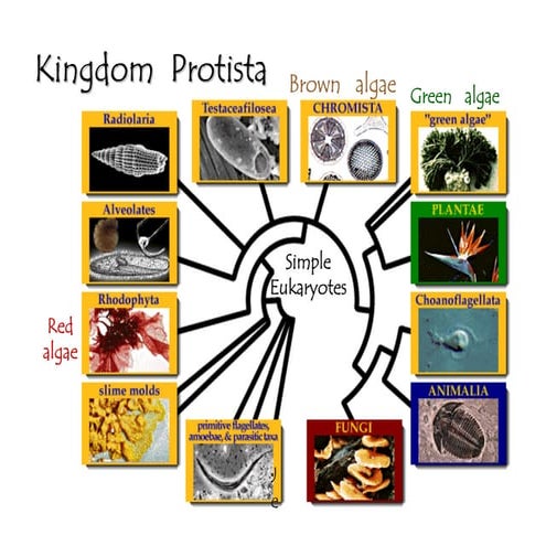 The kingdom protista | PPT