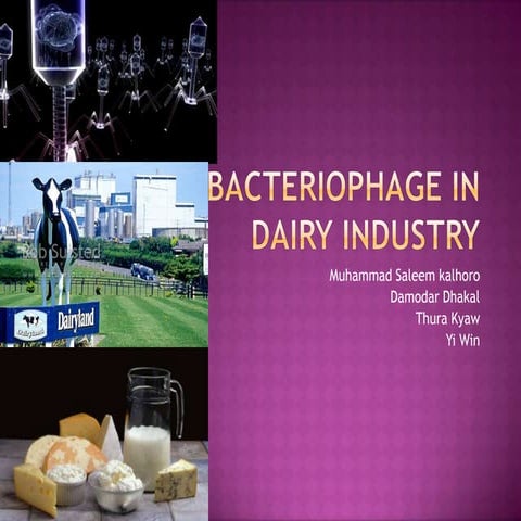 Phage in dairy 3rd group | PPTX