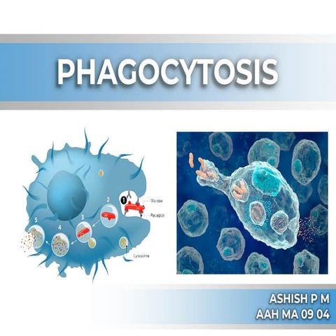 Simple Phagocytosis Diagram