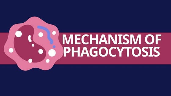 PHAGOCYTES.ppt4567890-=-09876543wert654e3 | PPT | Biological Sciences ...