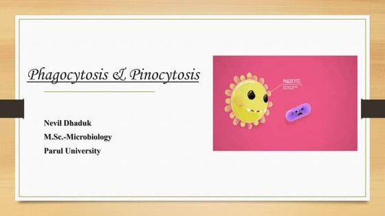 Phagocytosis | PPT